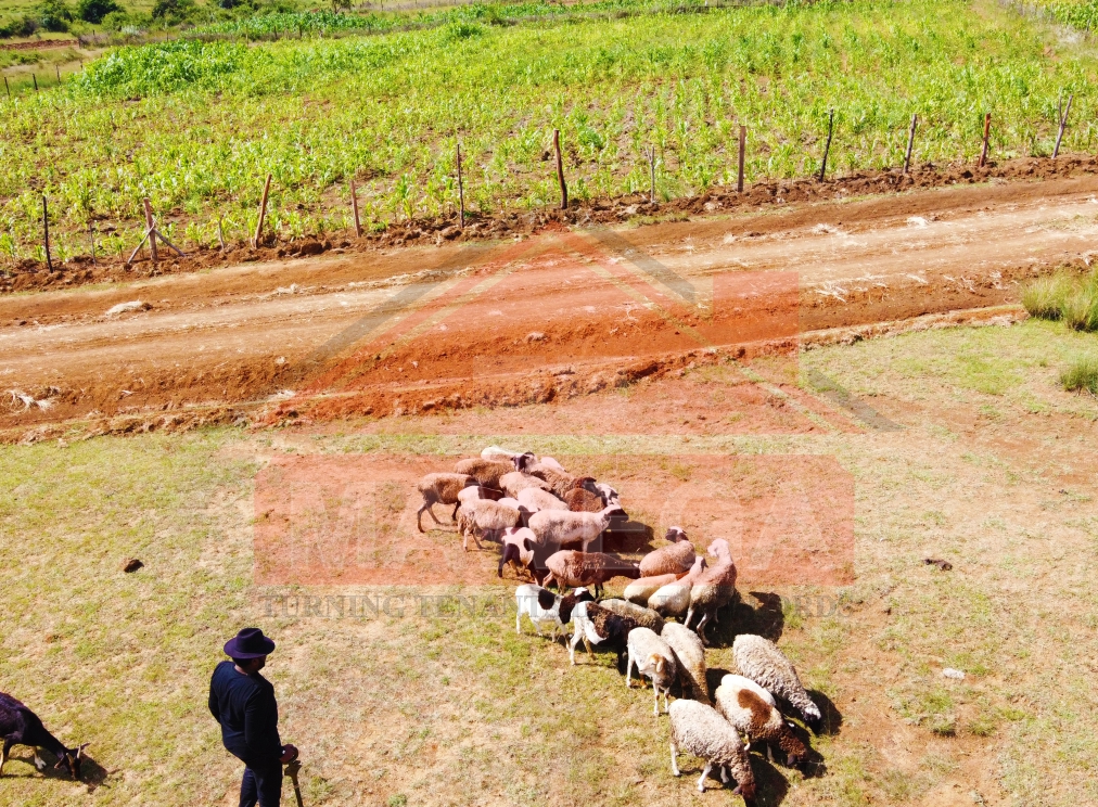 Nyahururu Jua Kali Leshau Pondo - Mawega Company Ltd